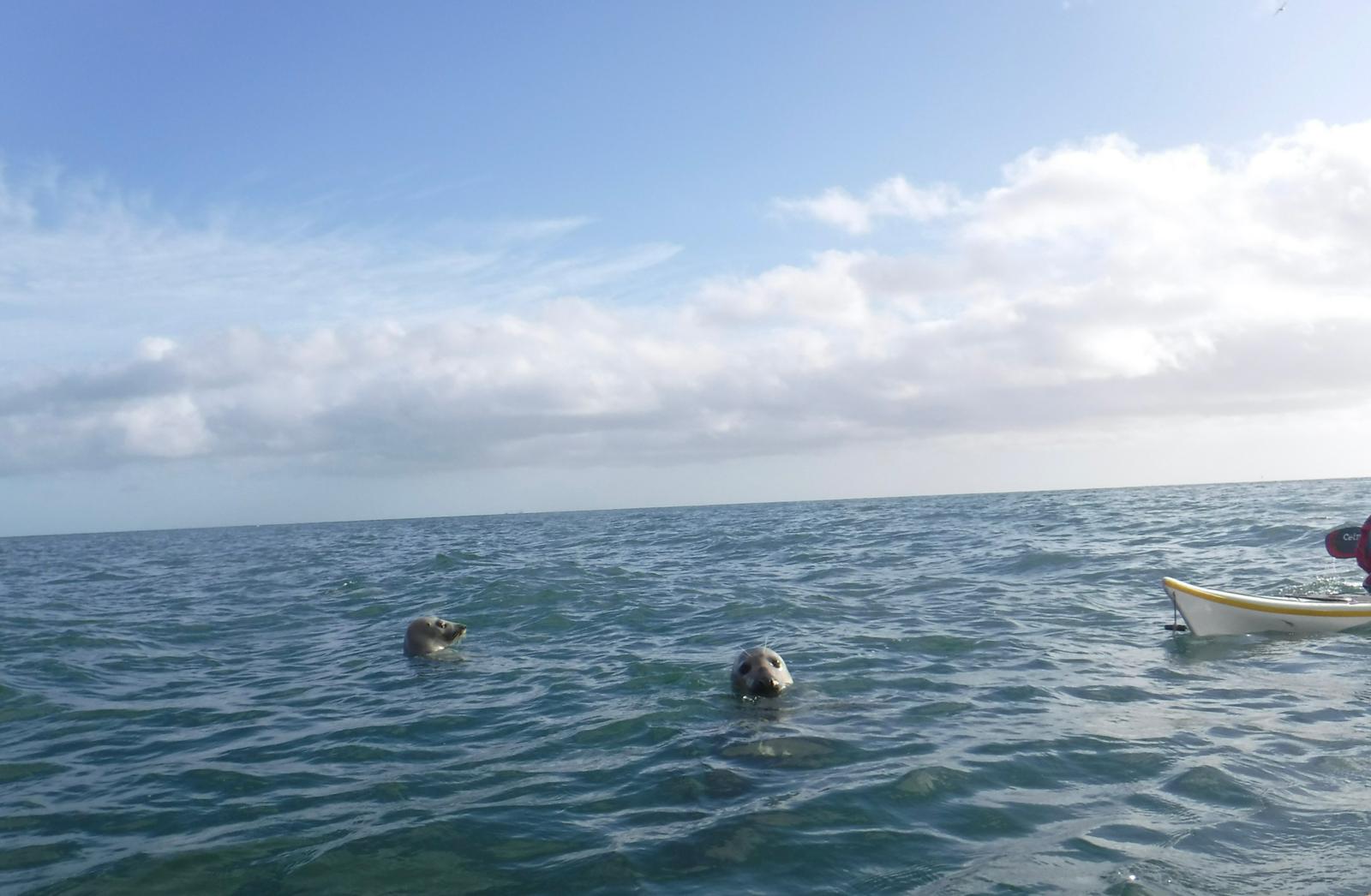 Friendly seals and rescue practice – Coquet Canoe Club